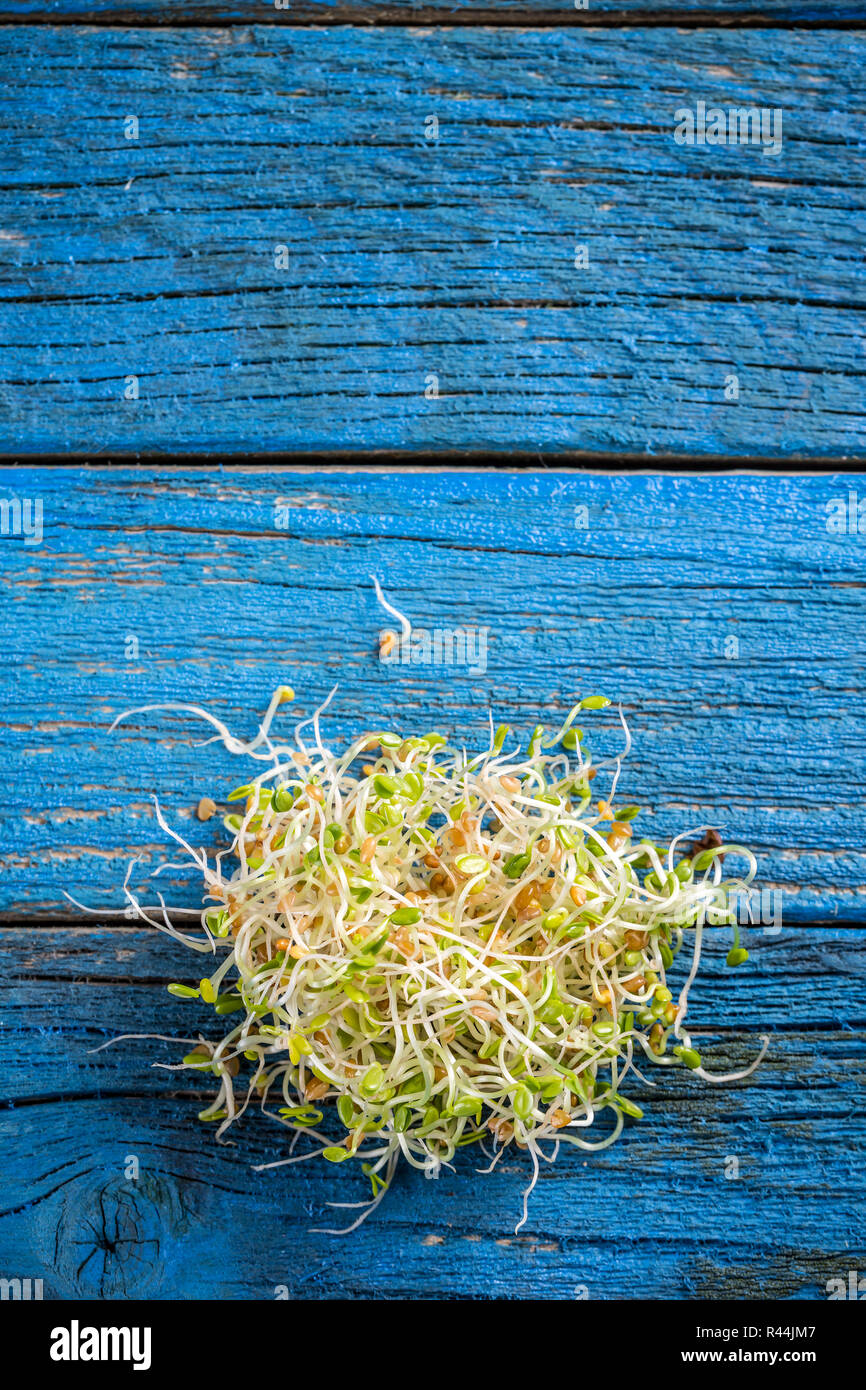 Sprouted red clover seeds Stock Photo - Alamy