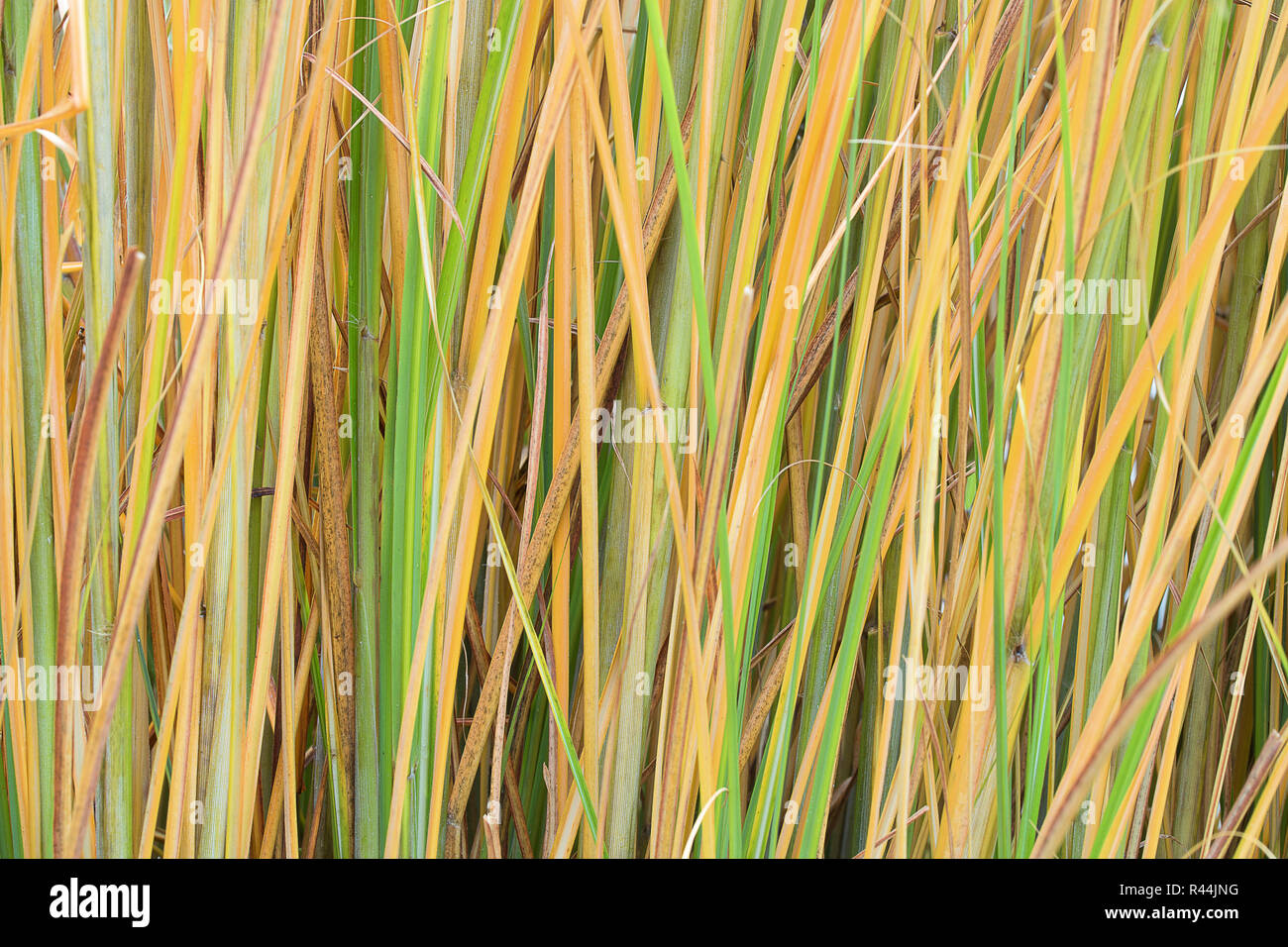 Reed stalks wallpaper. Grass straw background. Grass close up texture ...