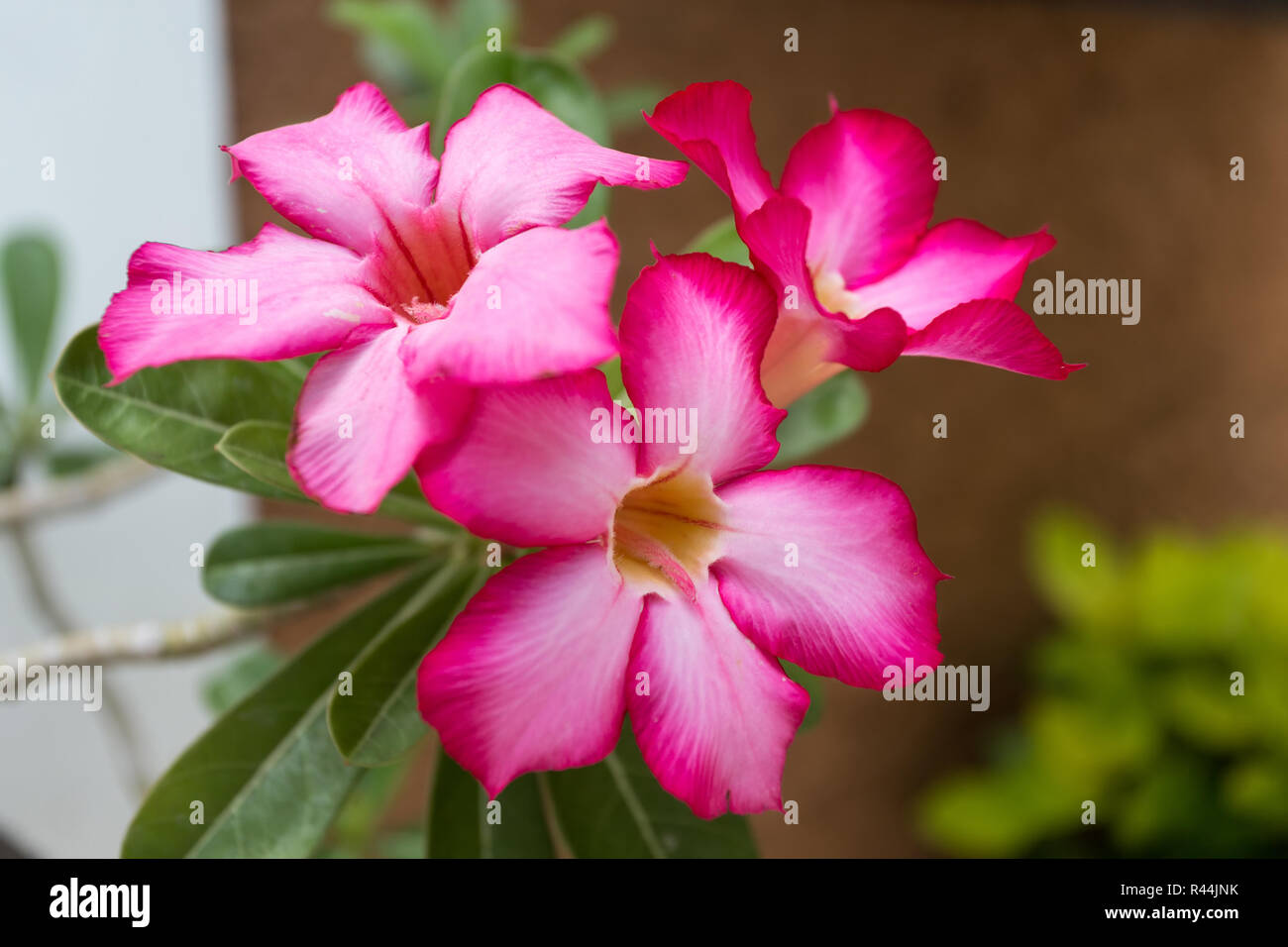 beautiful red Adenium flowers Stock Photo - Alamy