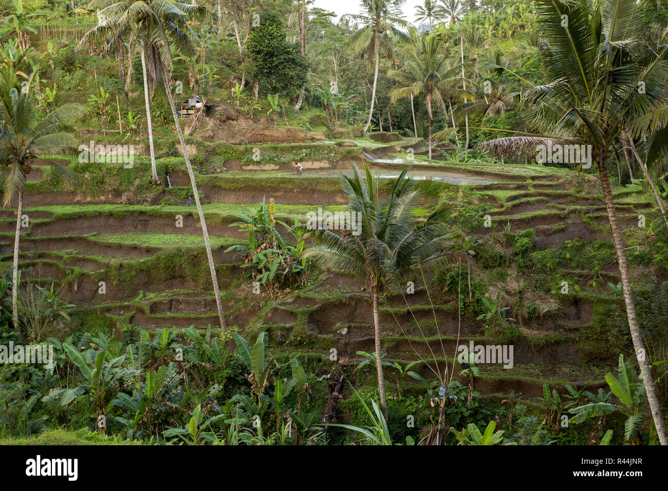 Rice terraced paddy fields Stock Photo - Alamy