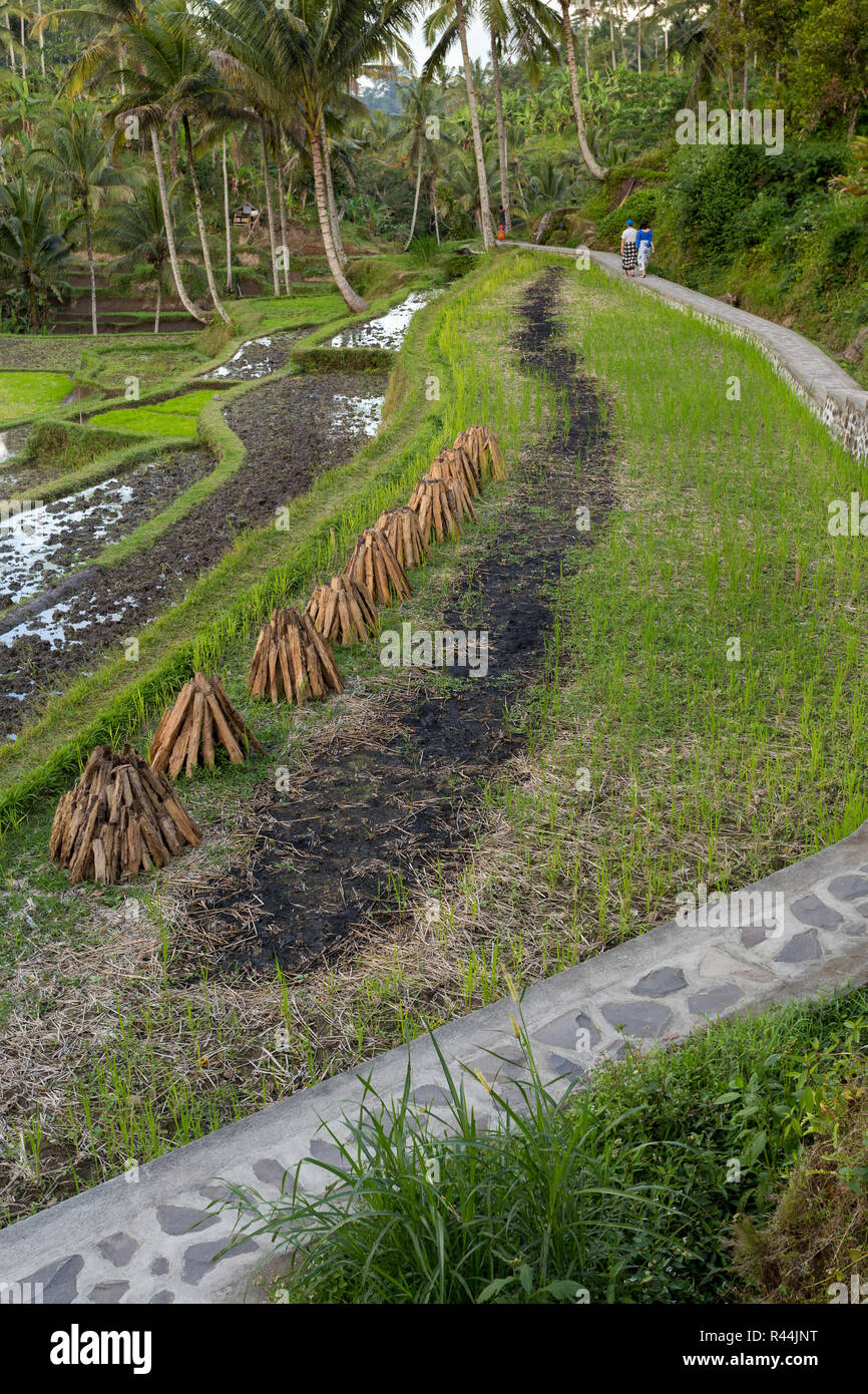 Rice terraced paddy fields Stock Photo - Alamy
