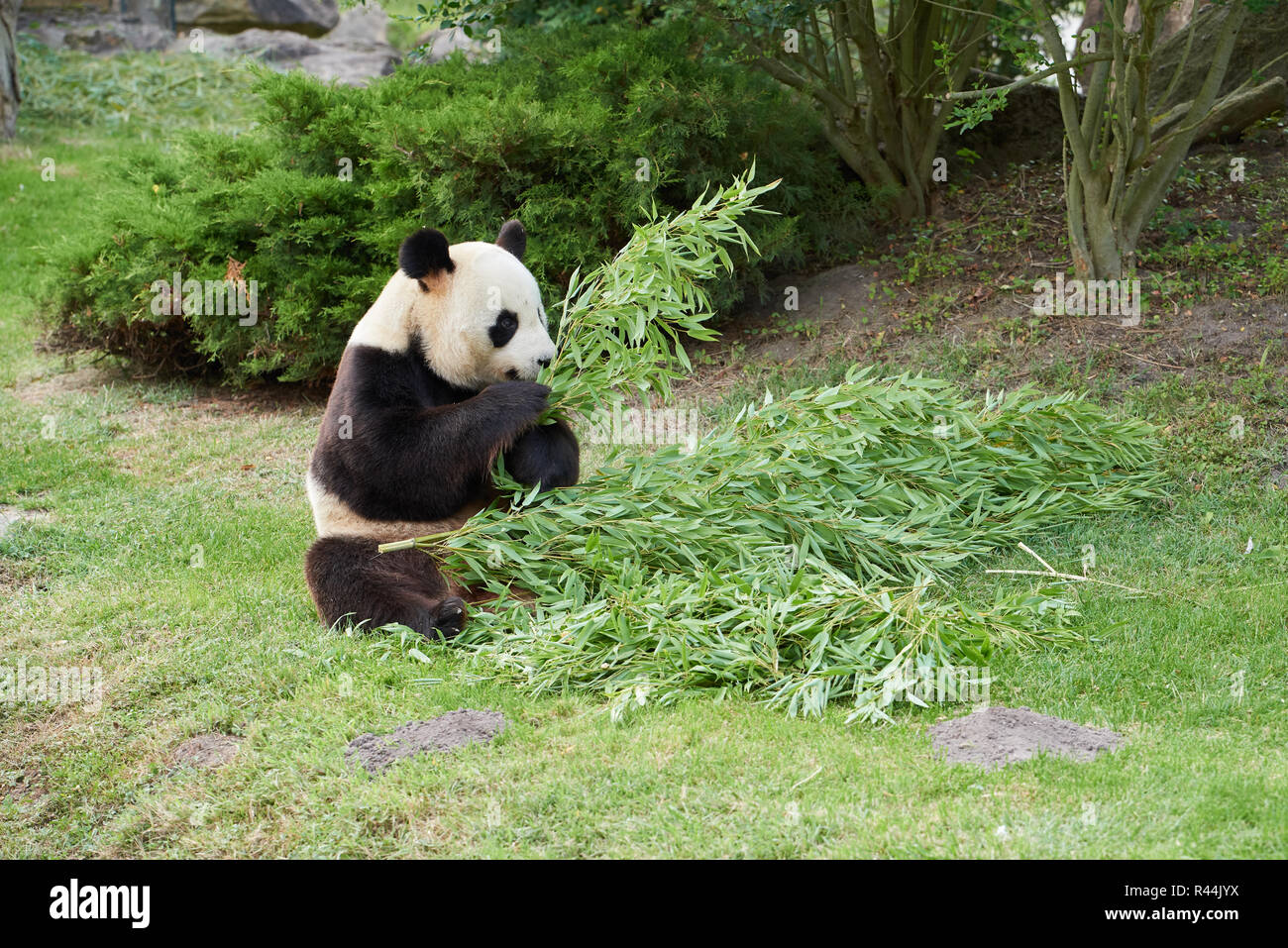 Giant panda at Beauval Stock Photo - Alamy