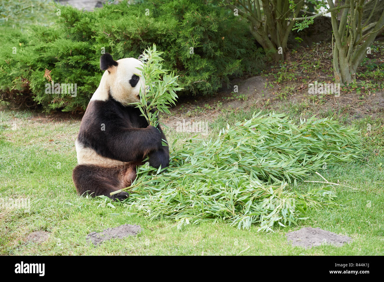 Giant panda at Beauval Stock Photo - Alamy