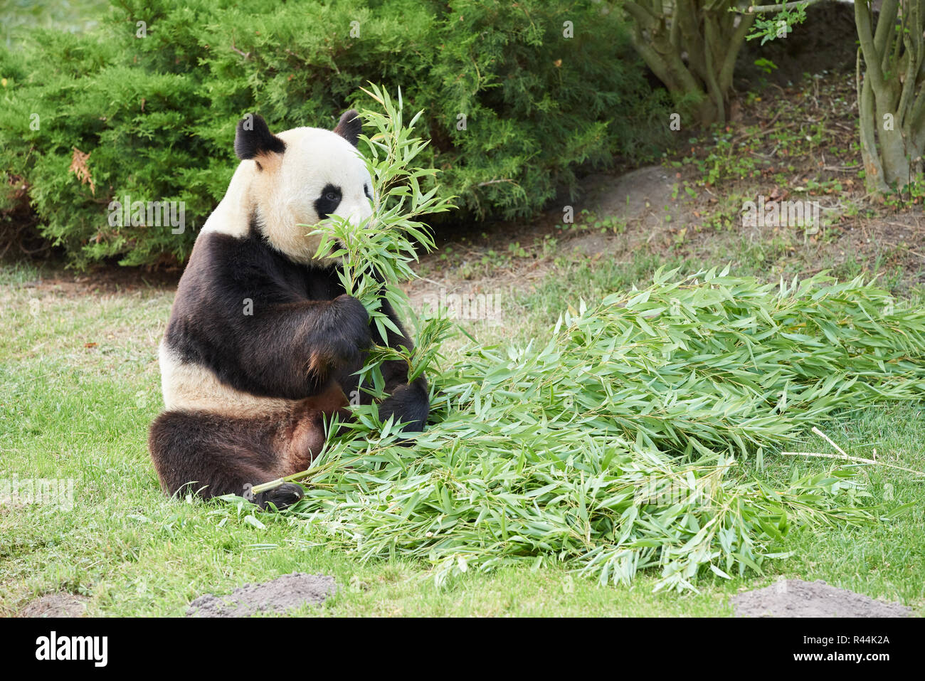 Giant panda at Beauval Stock Photo - Alamy