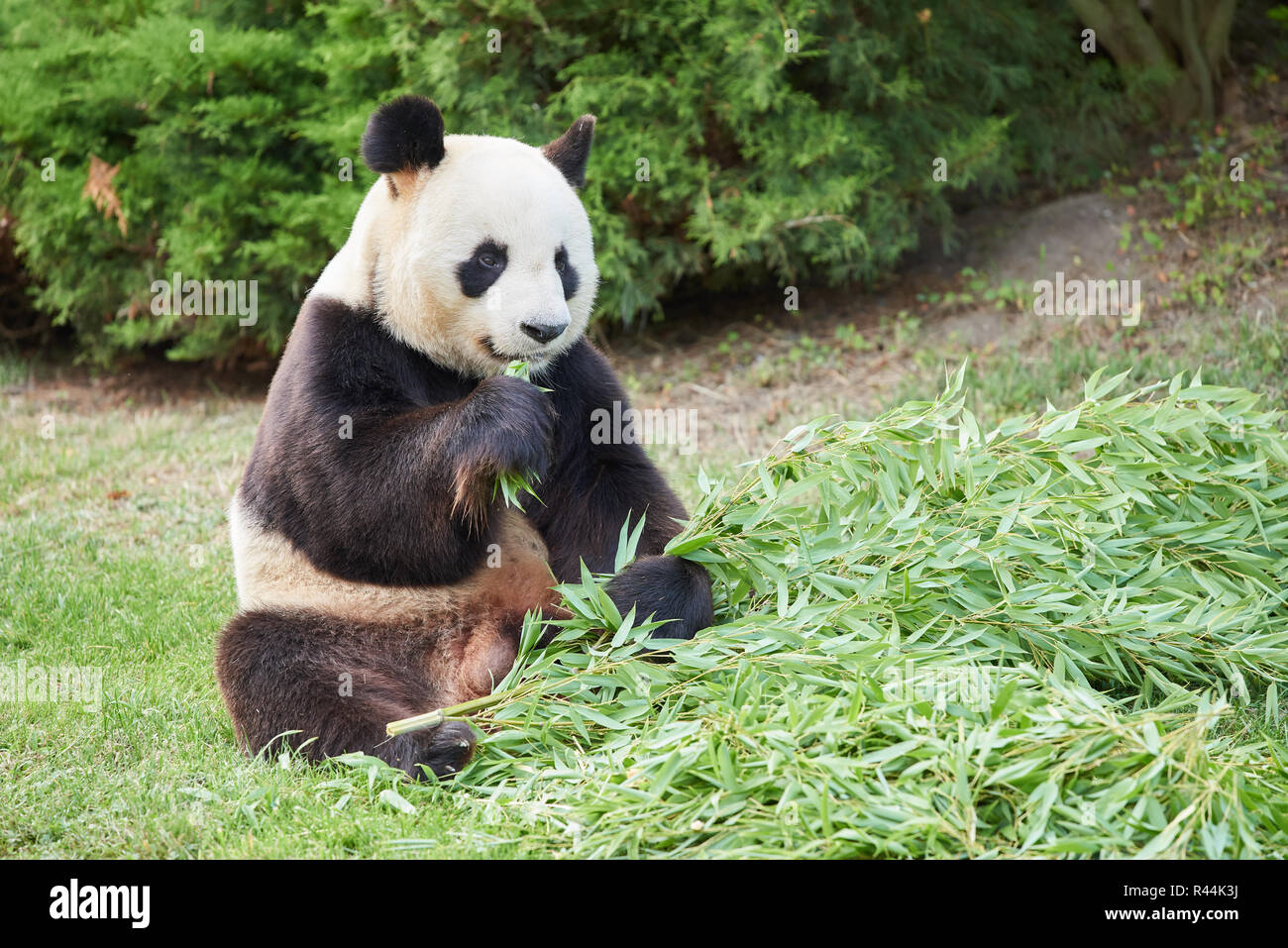 Giant panda at Beauval Stock Photo - Alamy