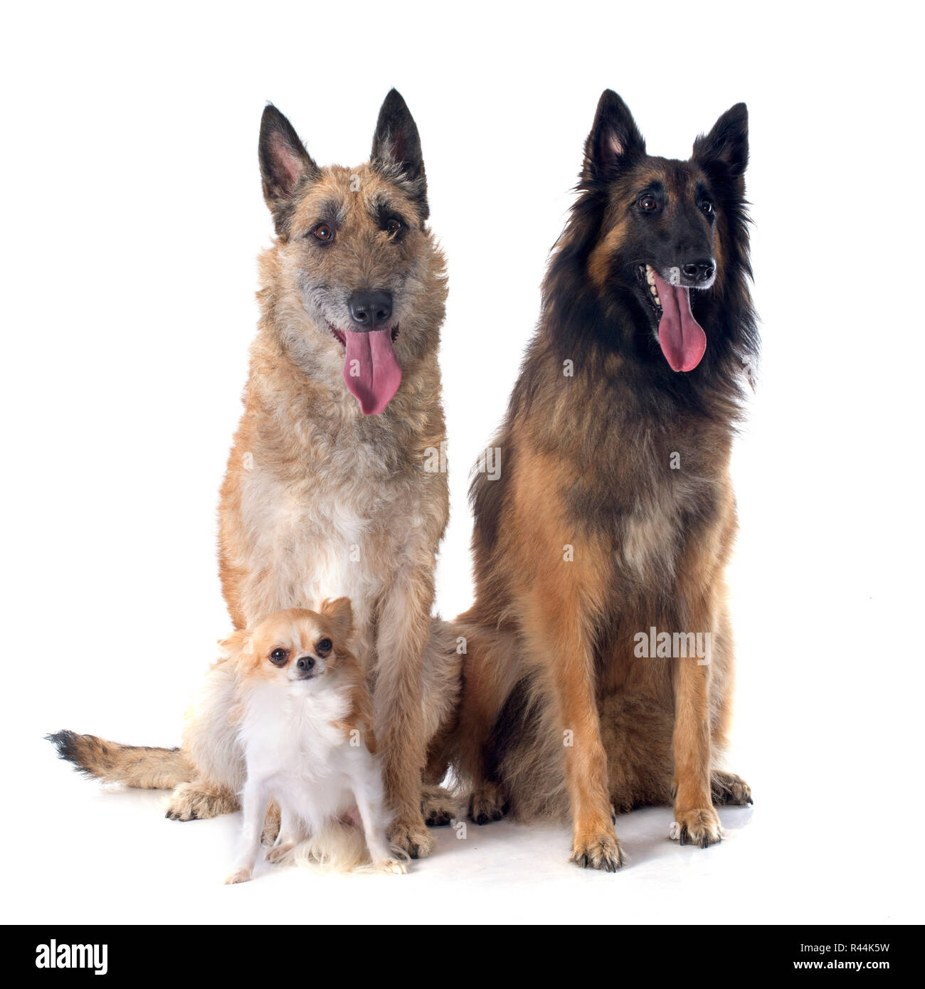 Three guard dogs Cut Out Stock Images & Pictures - Alamy