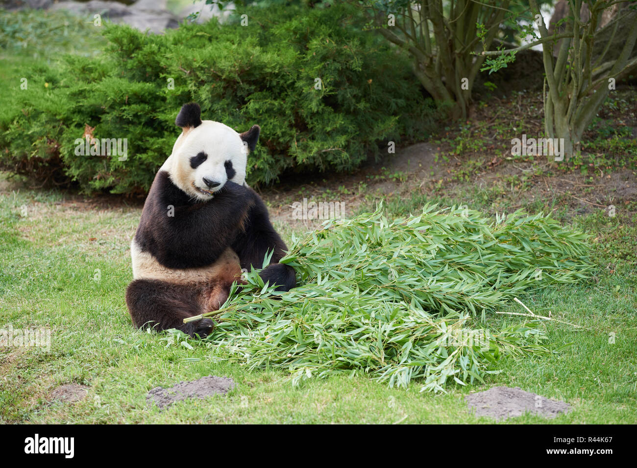 Giant panda at Beauval Stock Photo - Alamy