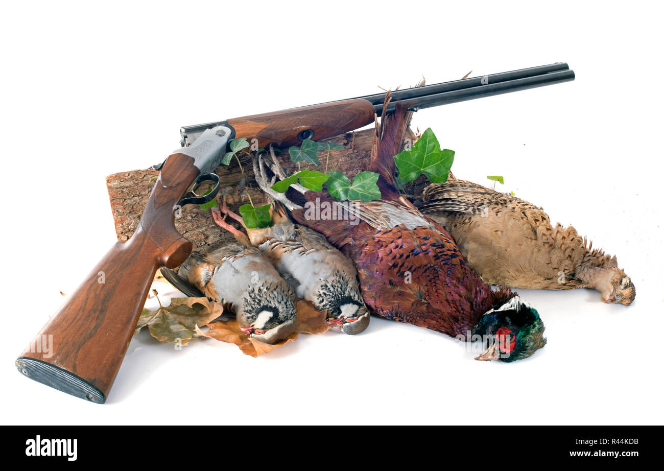 Partridge hunting Cut Out Stock Images & Pictures - Alamy
