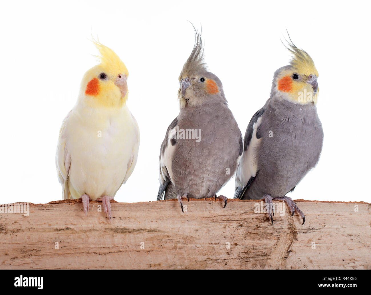 Cockatiel pet hi-res stock photography and images - Alamy