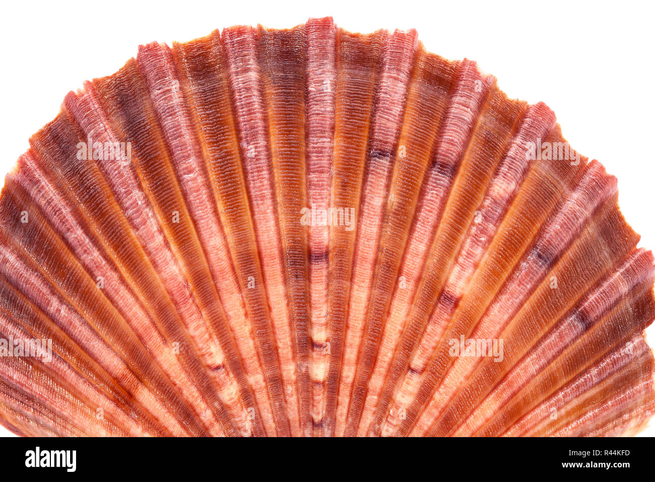Range of seashell of molluscs isolated on white background Stock Photo ...