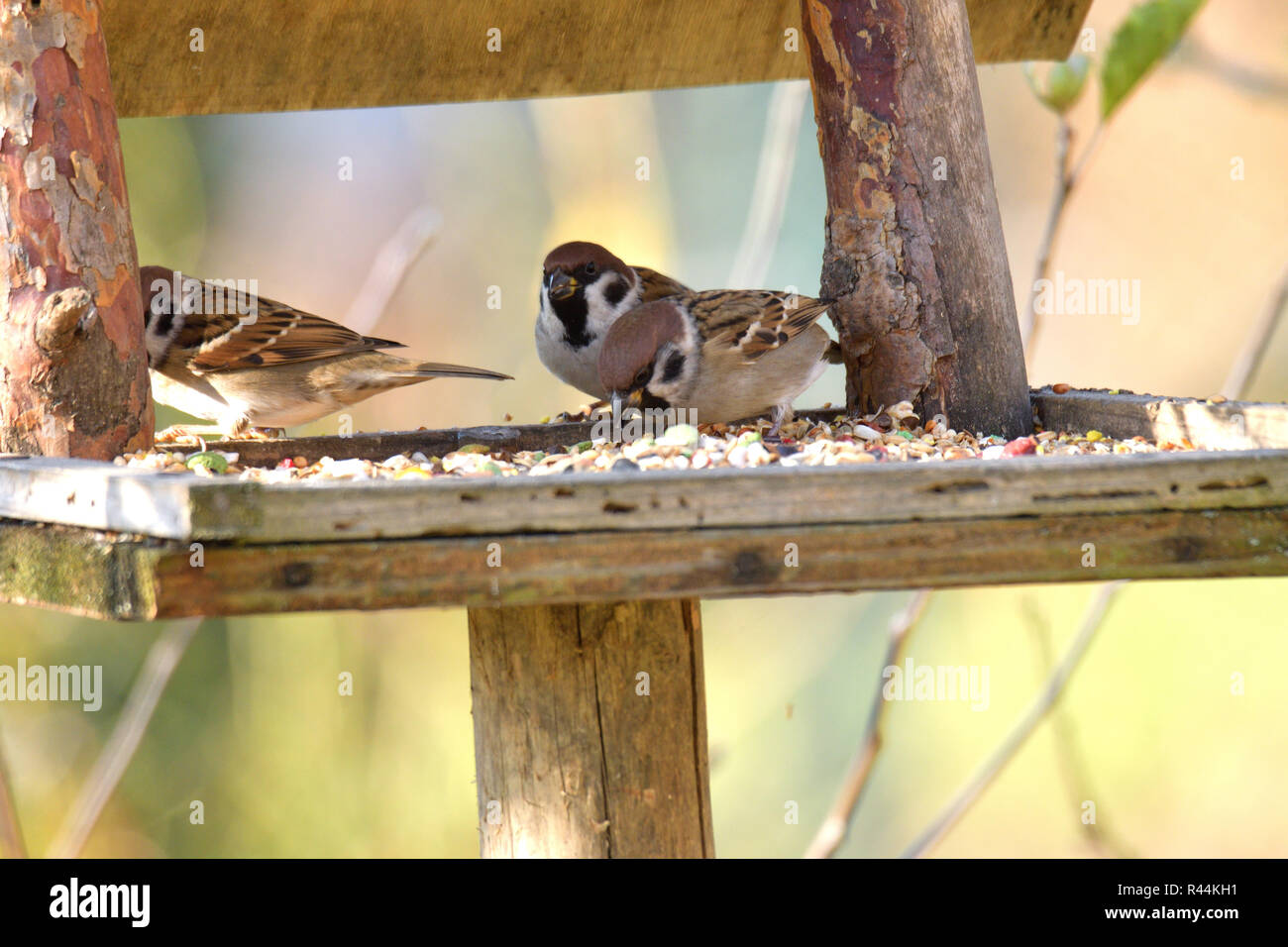 herd of sparrow bird eating seeds from the rack feeder Stock Photo - Alamy