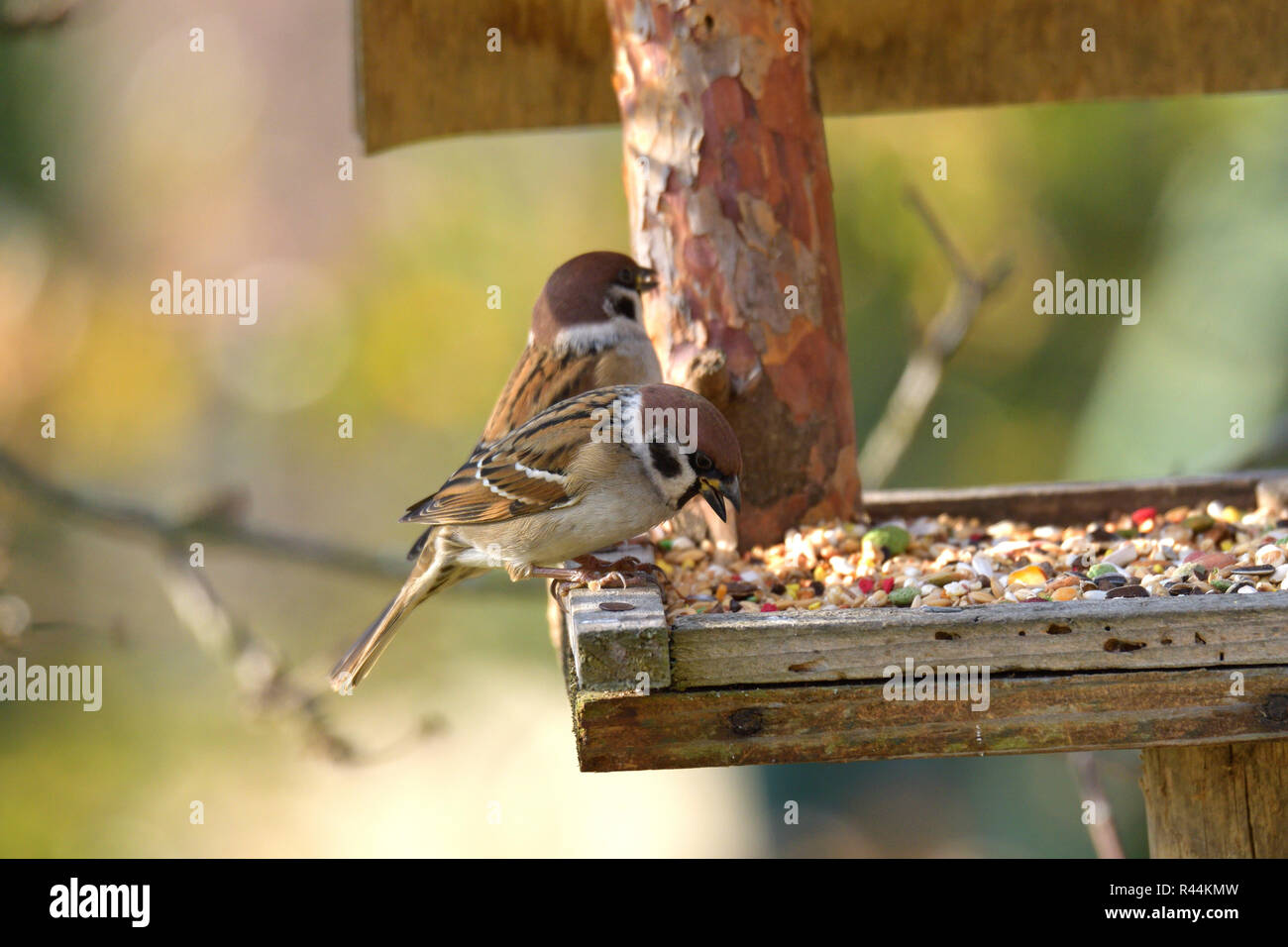 Bird eating seed birch tree hi-res stock photography and images - Alamy