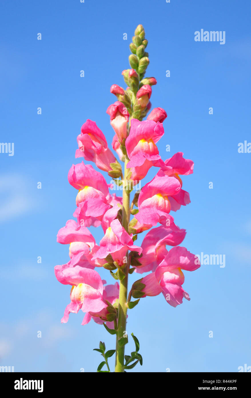 large snapdragon (antirrhinum majus Stock Photo - Alamy