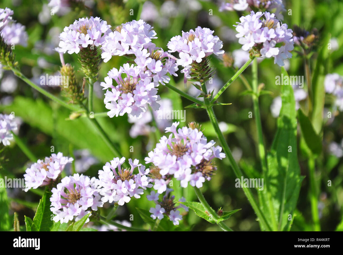verbena rigida (verbena rigida Stock Photo - Alamy