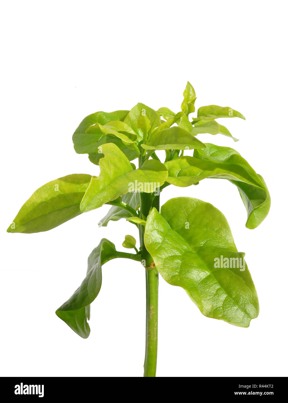 Basellaceae hi-res stock photography and images - Alamy