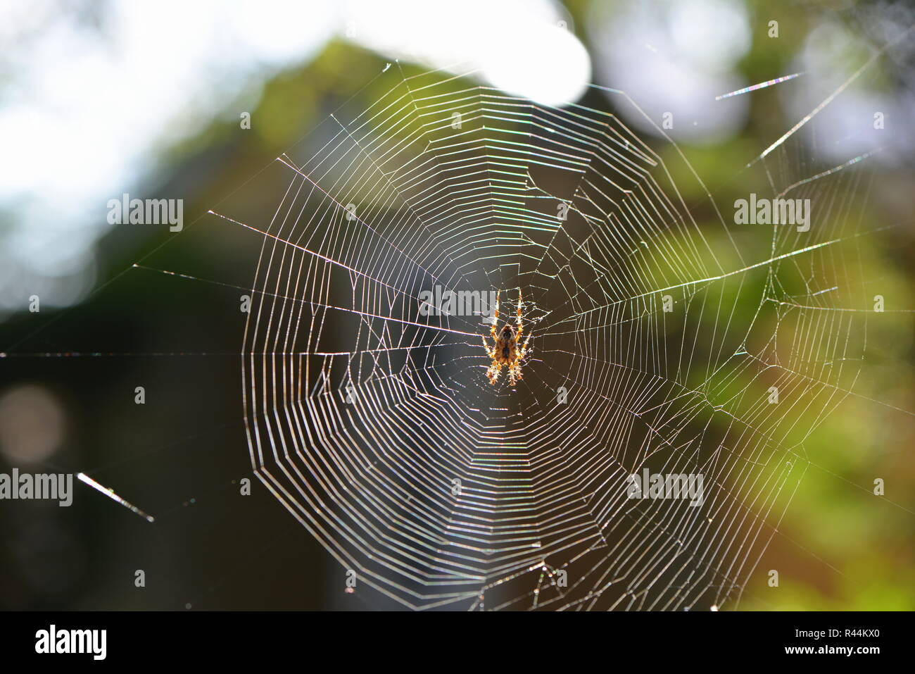 Web spin hi-res stock photography and images - Alamy