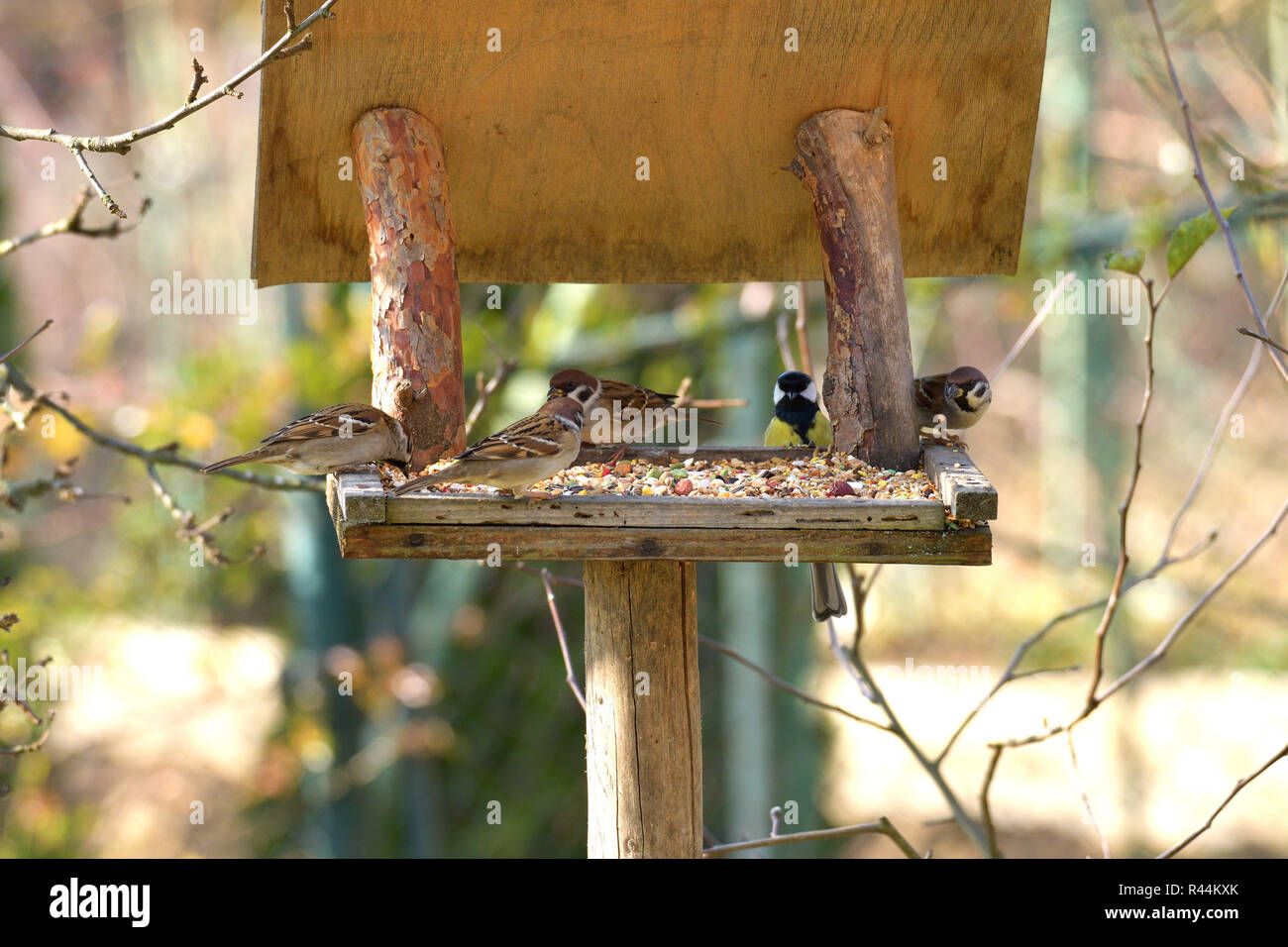 Bird eating seed birch tree hi-res stock photography and images - Alamy