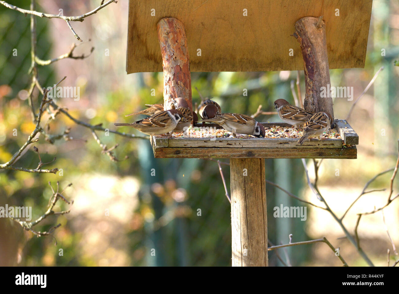 Bird eating birch tree seeds hi-res stock photography and images - Alamy