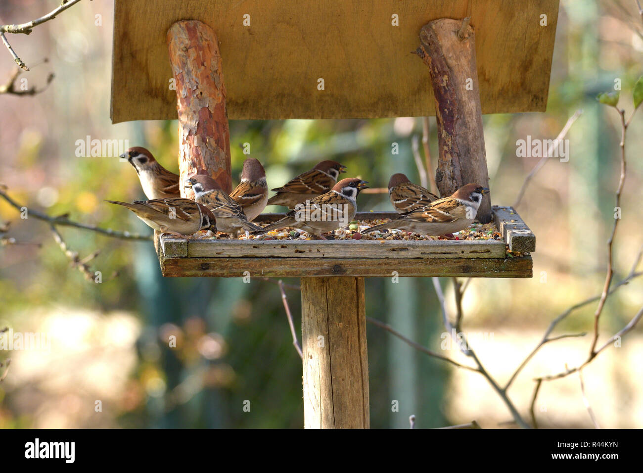 herd of sparrow bird eating seeds from the rack feeder Stock Photo - Alamy