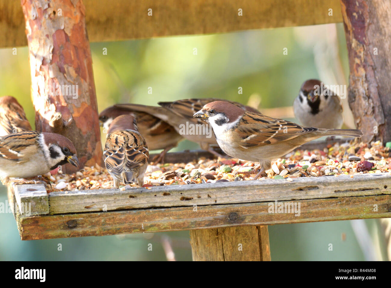 Bird eating seed birch tree hi-res stock photography and images - Alamy