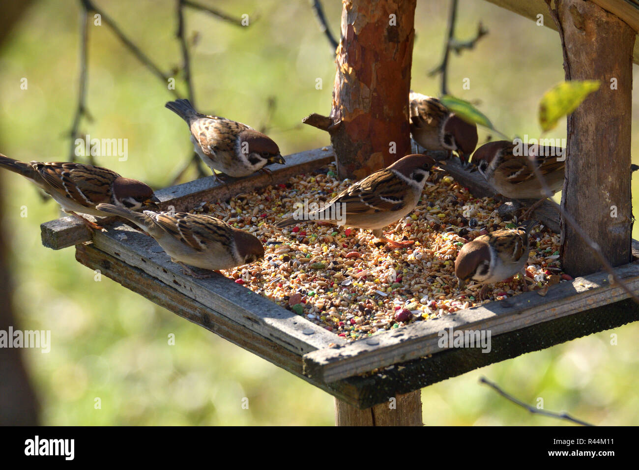 Bird eating seed birch tree hi-res stock photography and images - Alamy
