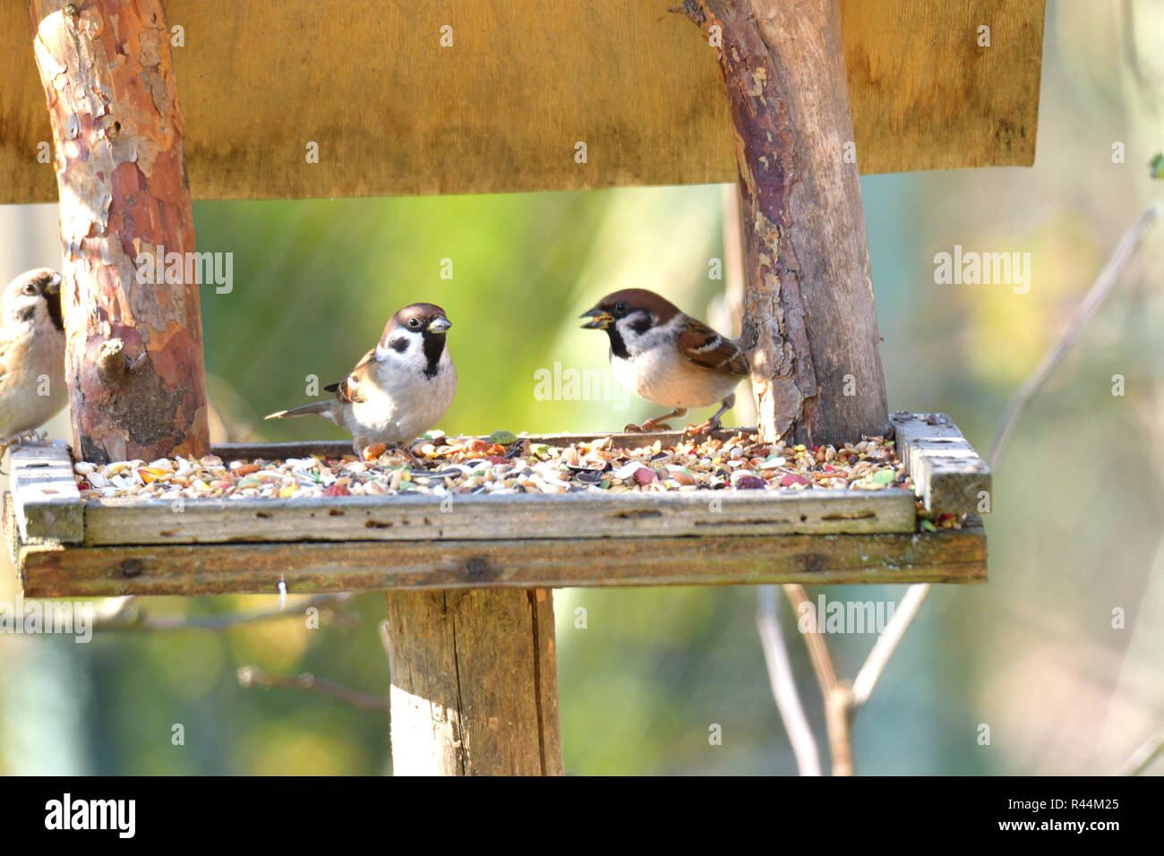 Bird eating birch tree seeds hi-res stock photography and images - Alamy