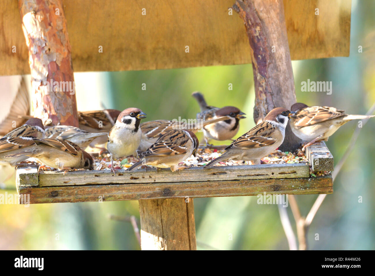 herd of sparrow bird eating seeds from the rack feeder Stock Photo - Alamy
