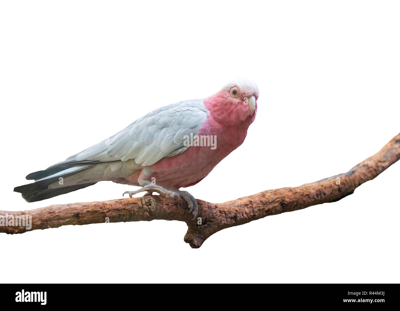 Galah isolated white hi-res stock photography and images - Alamy