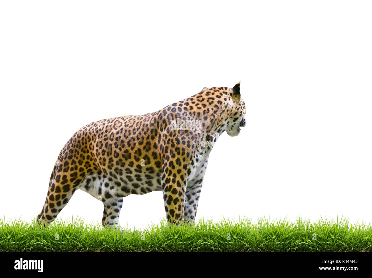 Black leopard jumping hi-res stock photography and images - Alamy