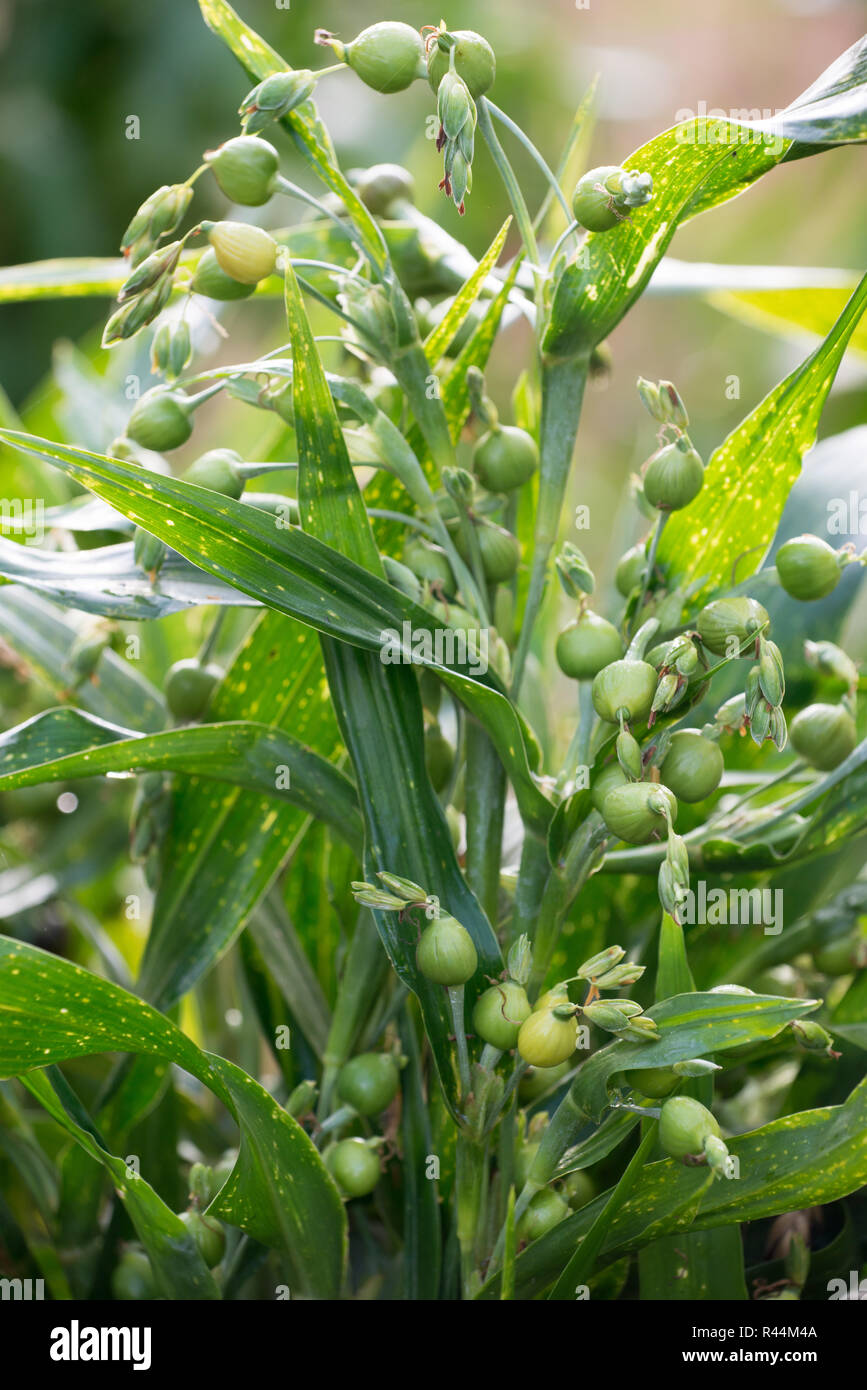 Fresh jobs tears hi-res stock photography and images - Alamy