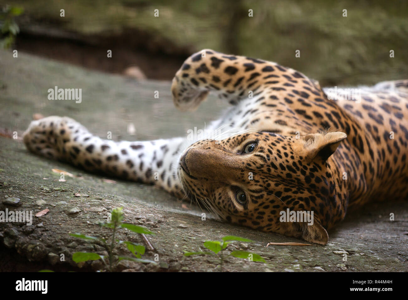 leopard ( Panthera pardus Stock Photo - Alamy