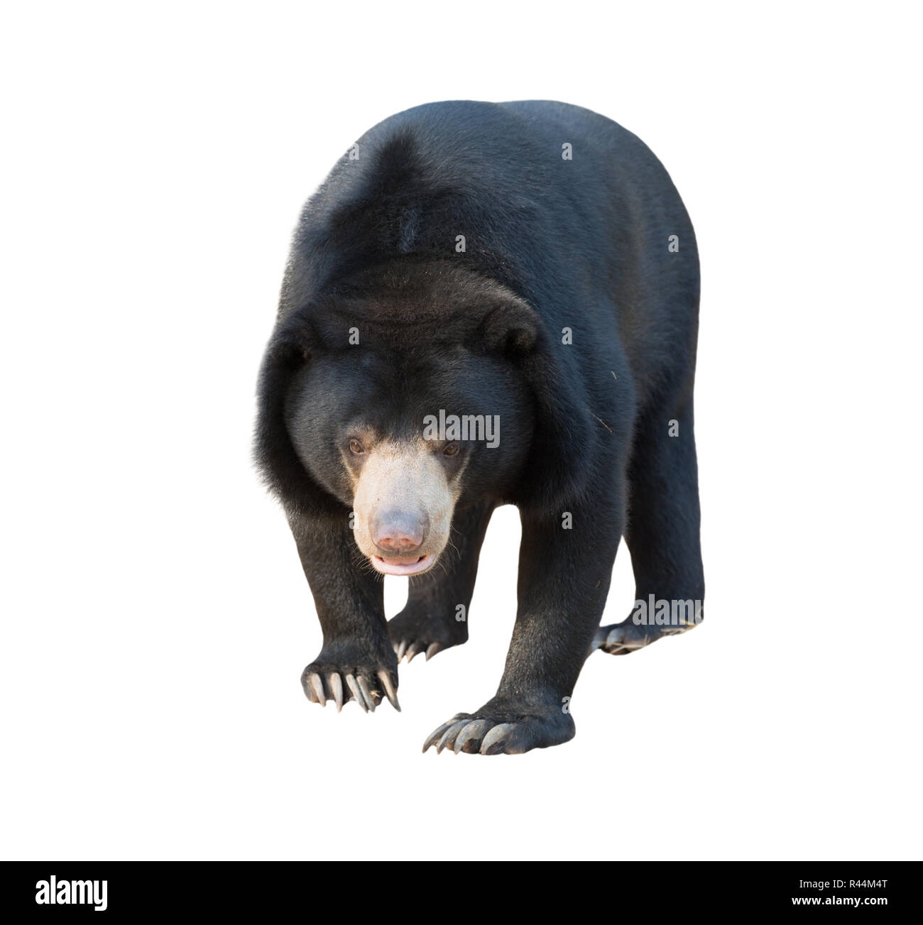 Sun bear wild Cut Out Stock Images & Pictures - Alamy