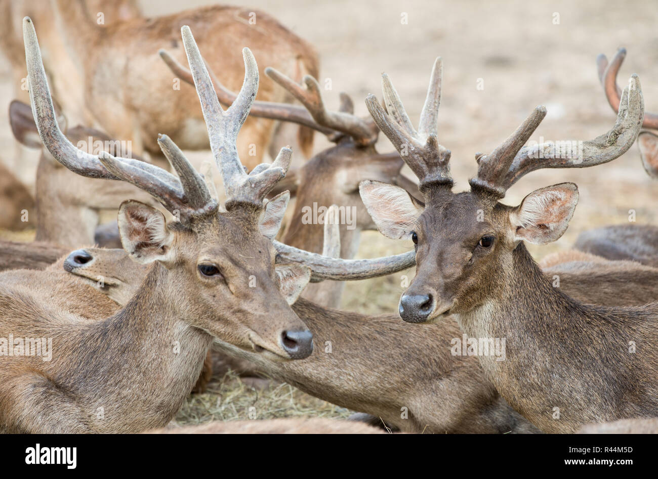 Rusa deer cervus timorensis hi-res stock photography and images - Alamy
