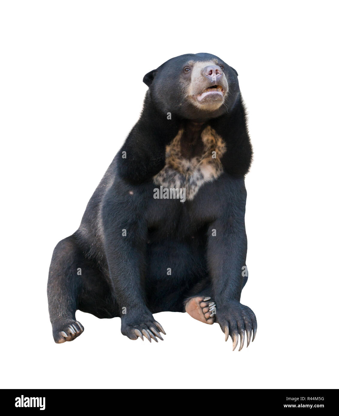 Sun bear wild Cut Out Stock Images & Pictures - Alamy