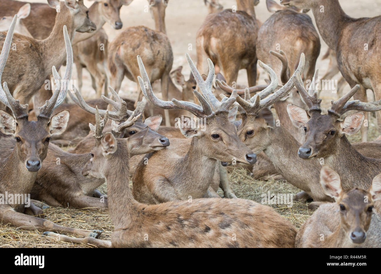 Rusa deer cervus timorensis hi-res stock photography and images - Alamy