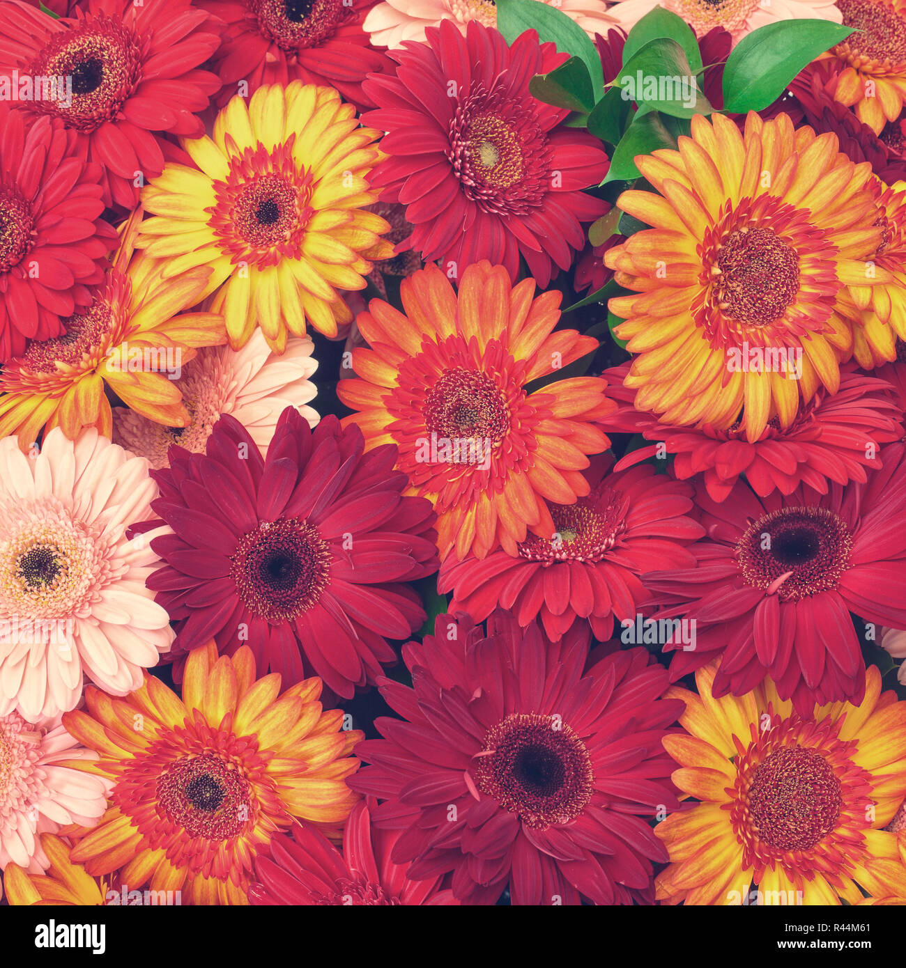 Beautiful Gerbera Flowers Blooming Stock Photo - Alamy