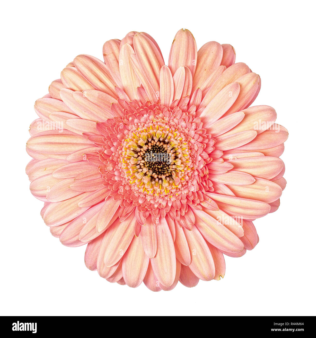 Light Pink Gerbera Flower Isolated Stock Photo - Alamy