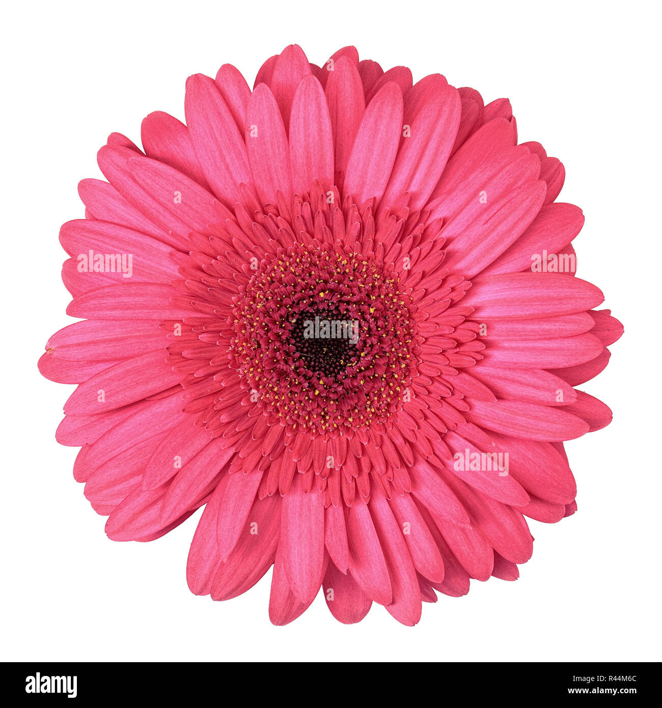 Pink Gerbera Flower Isolated Stock Photo - Alamy