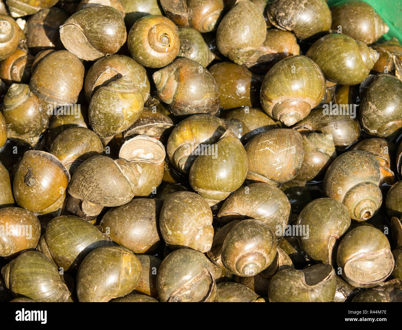 Clam shell sit hi-res stock photography and images - Alamy