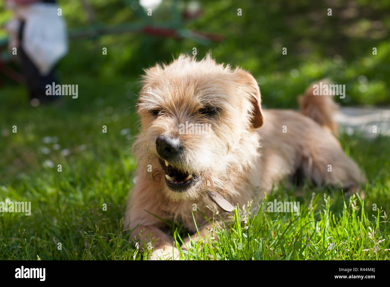 Angry dog lawn hi-res stock photography and images - Alamy