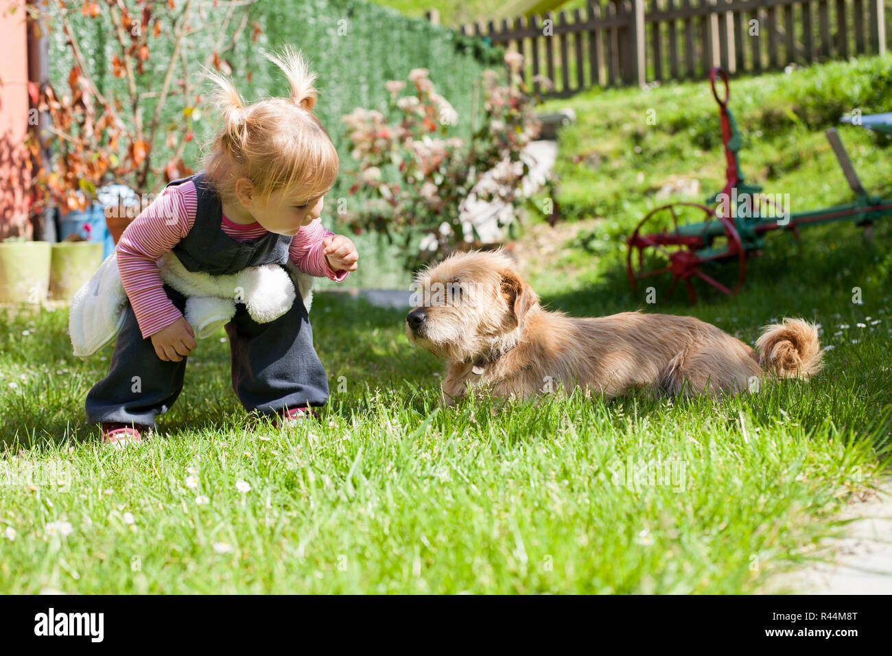 Approaching A Dog High Resolution Stock Photography and Images - Alamy