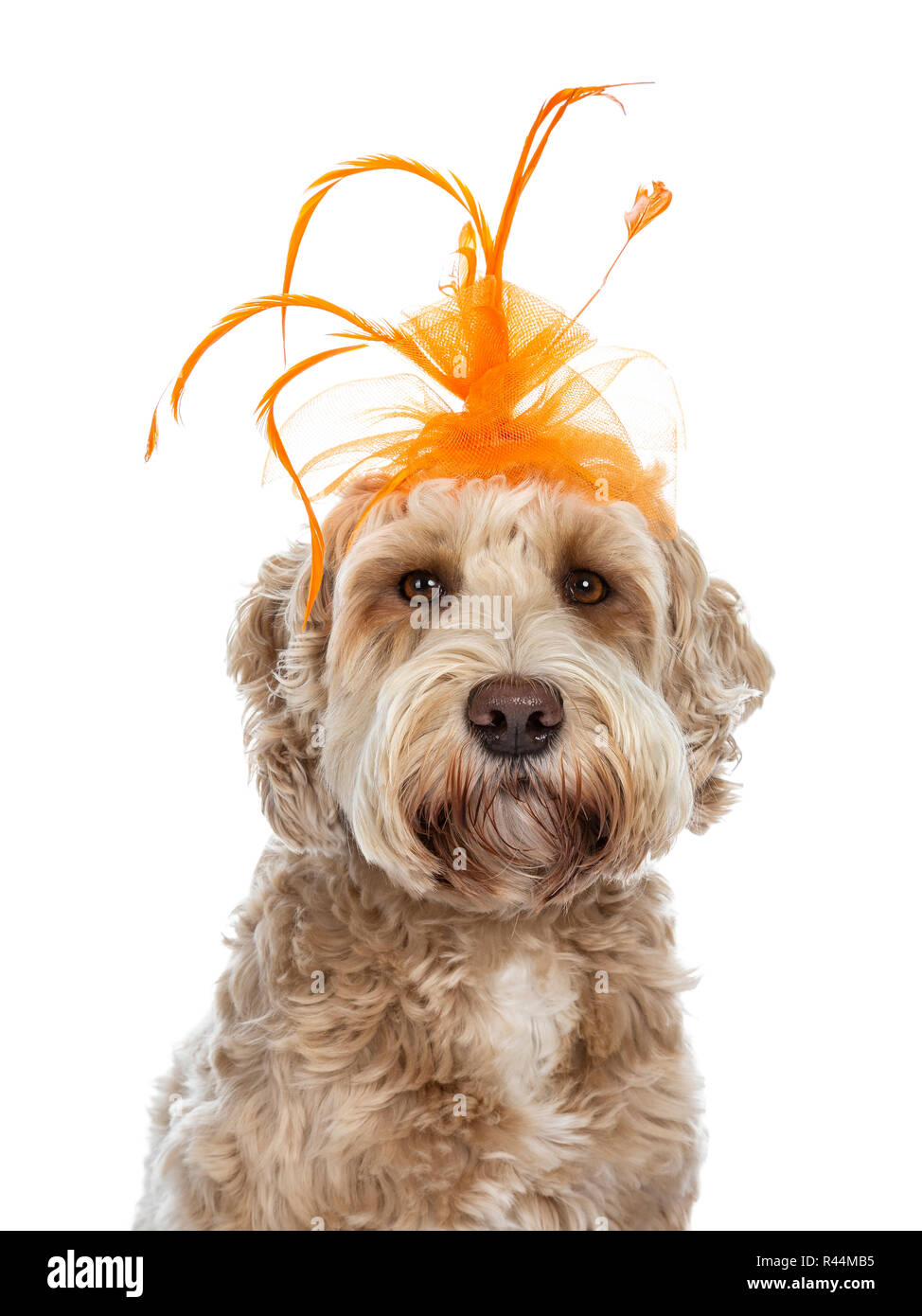Head shot of young adult golden Labradoodle dog wearing orange head ...