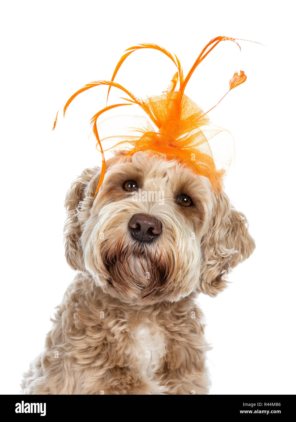 Golden Labradoodle High Resolution Stock Photography and Images - Alamy