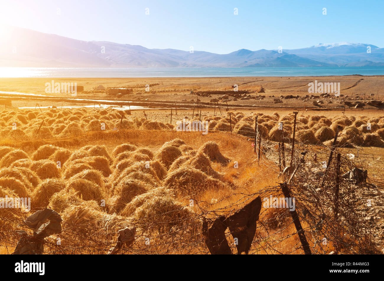 Hay at Tsomoriri Wetland Conservation Reserve Stock Photo - Alamy