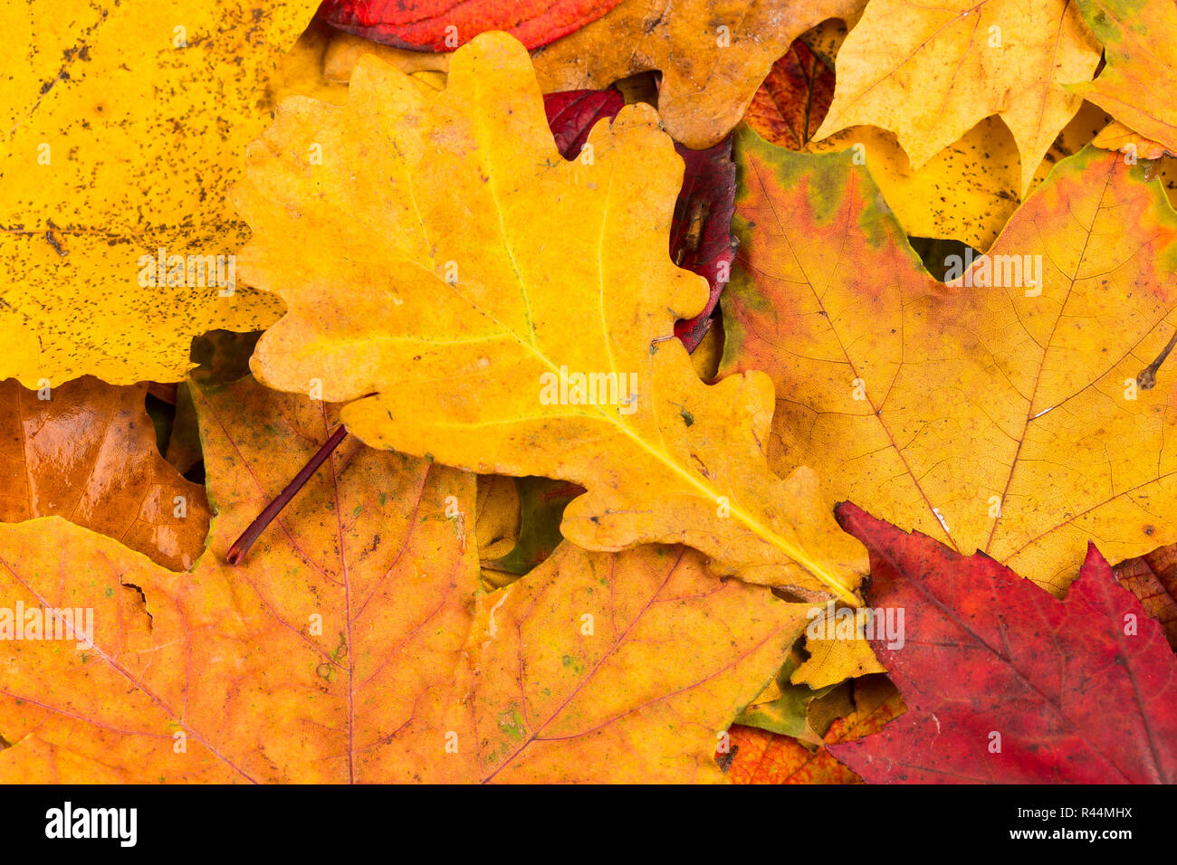 Fall leaves background Stock Photo - Alamy