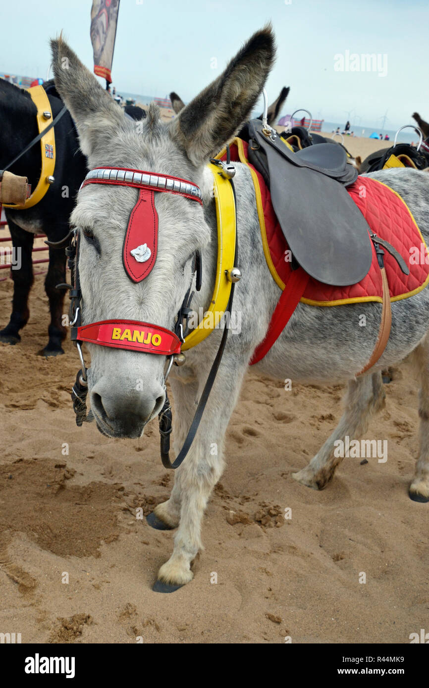 Donkey rides on Skegness Beach, Lincolnshire, UK Stock Photo - Alamy