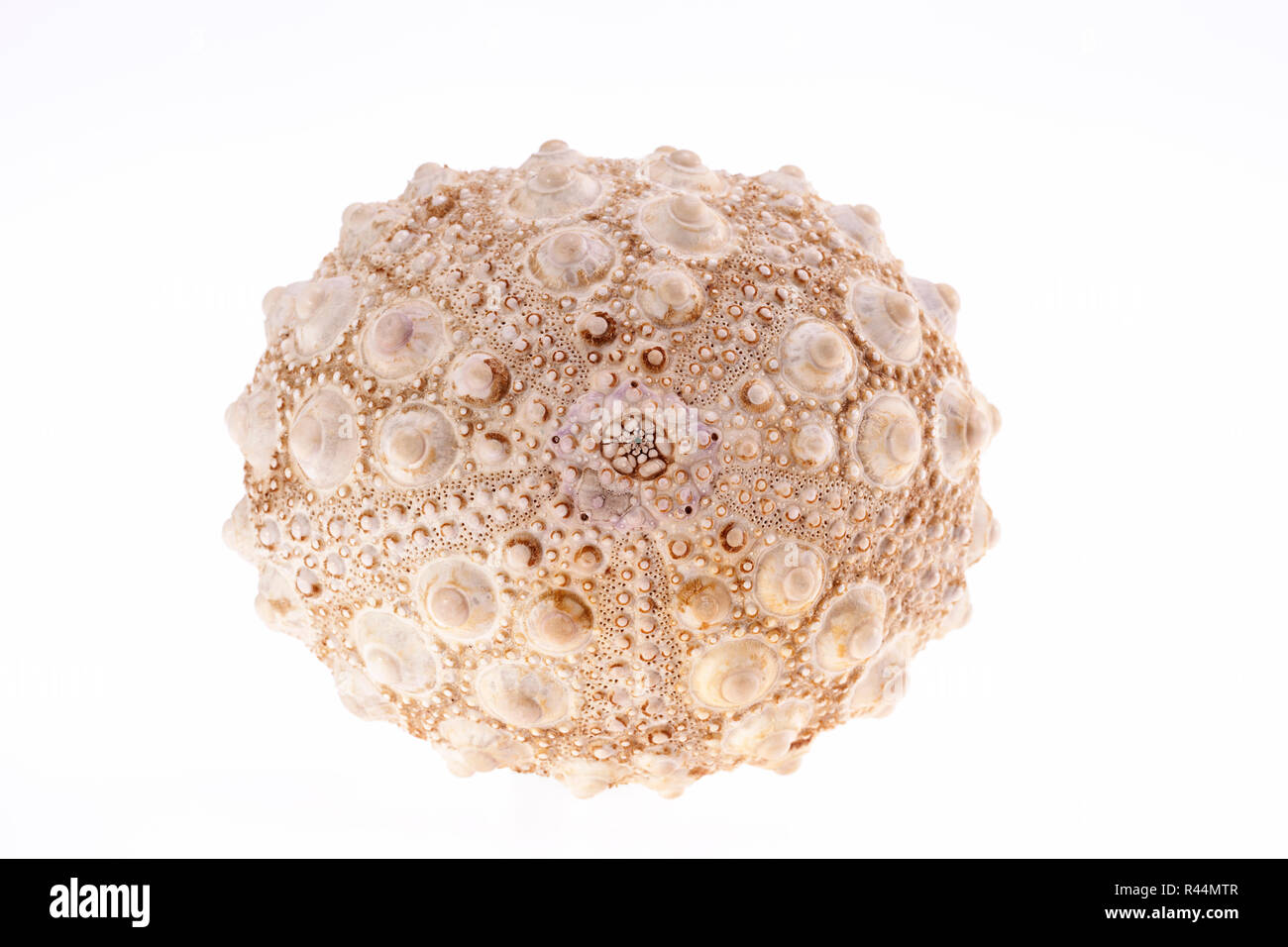 single sea urchin isolated on white background, close up Stock Photo ...