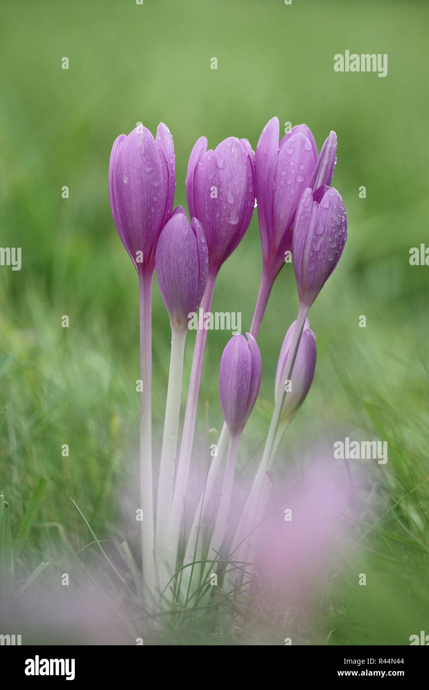 Poisonous timeless hi-res stock photography and images - Alamy