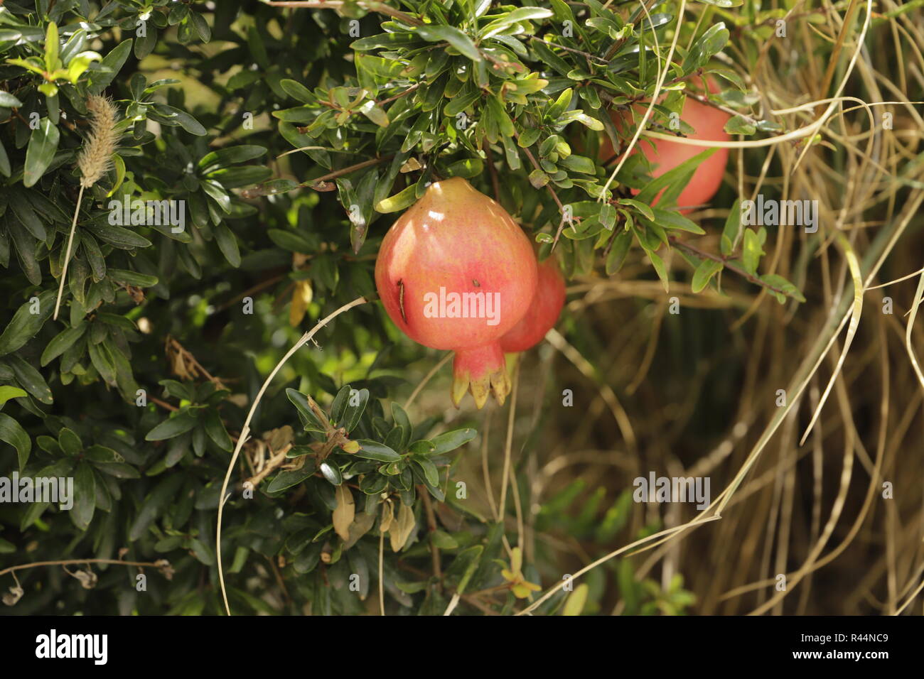 Pomegranate hanging on a tree Stock Photo - Alamy