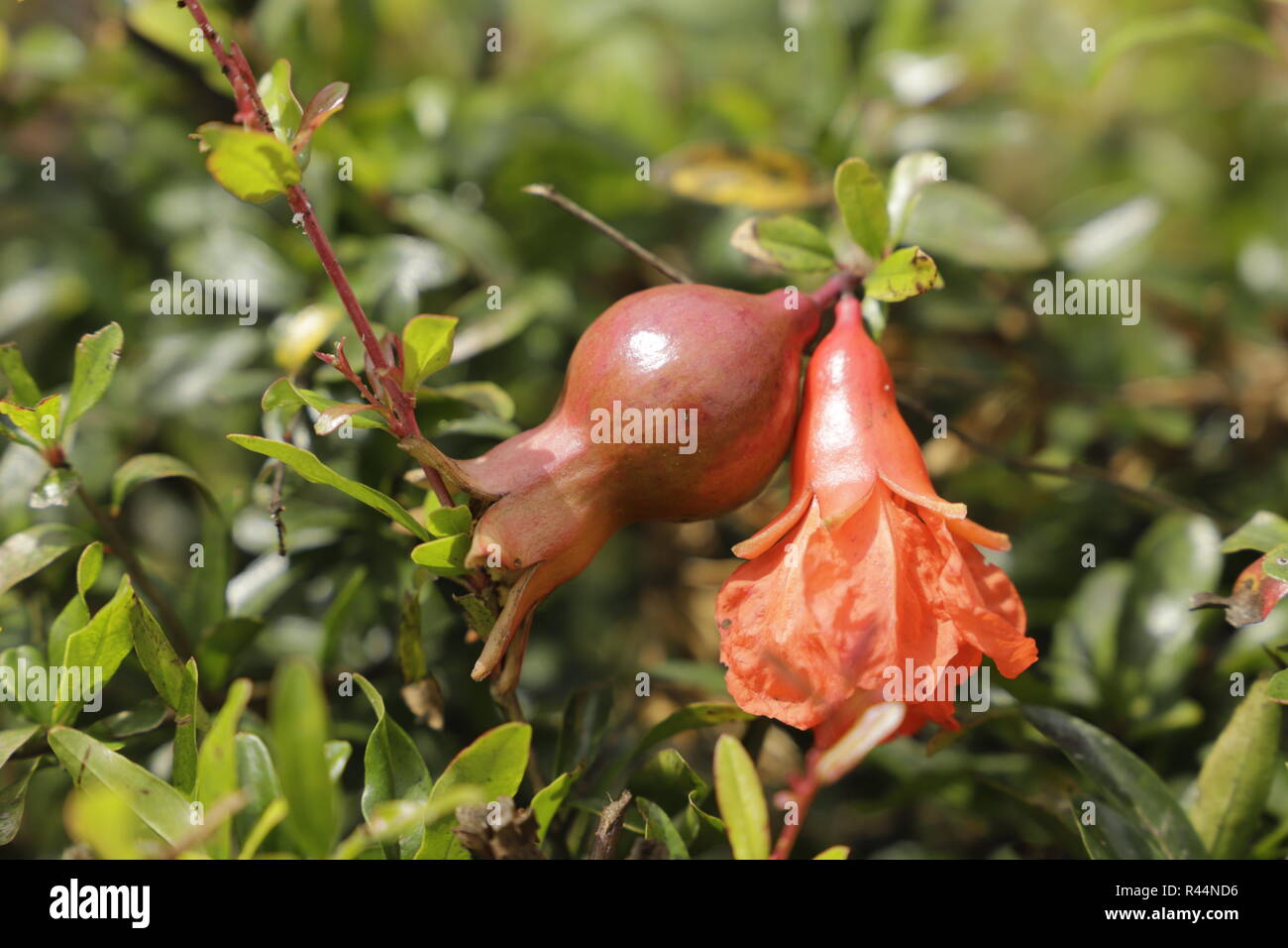 Pomegranate hanging on a tree Stock Photo - Alamy